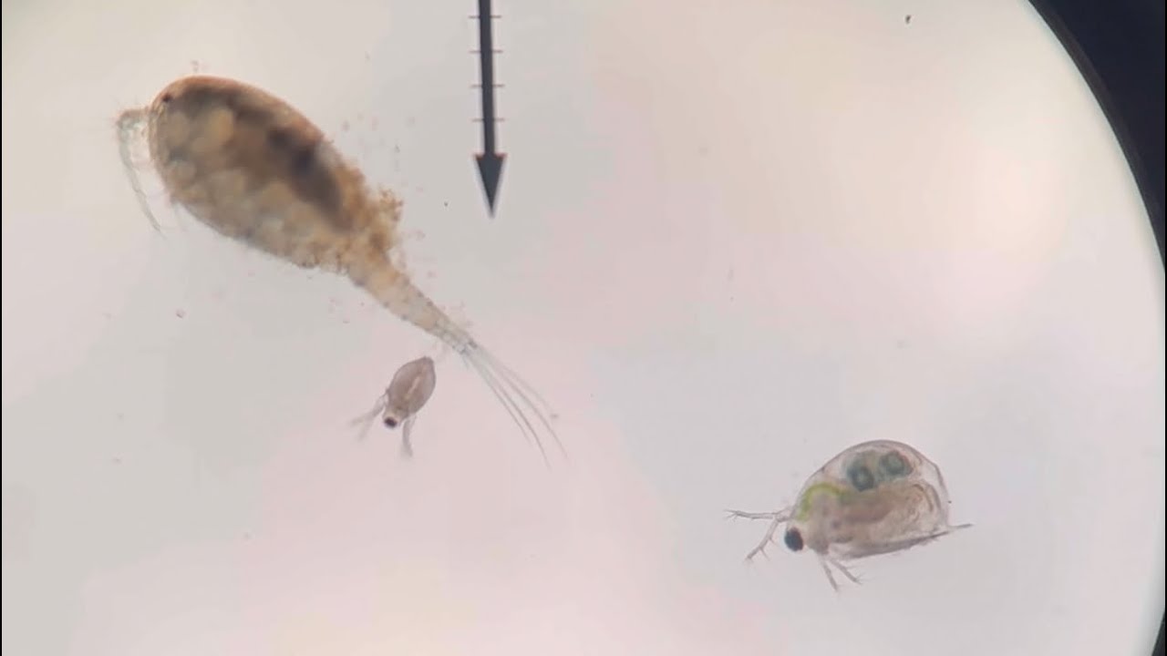 Daphnia and Copepod Swimming under the microscope - YouTube
