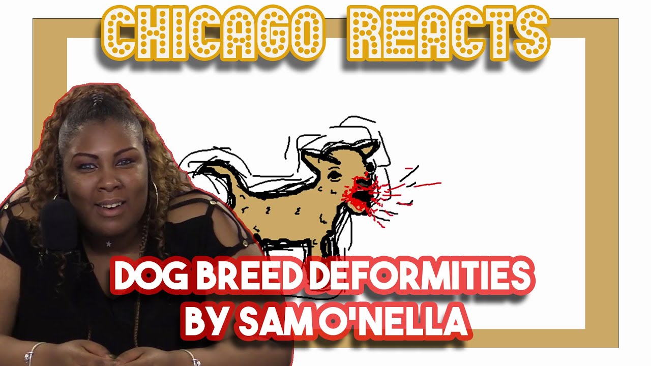Dog Breed Deformities by Sam O’Nella | Chicagoan Reacts - YouTube