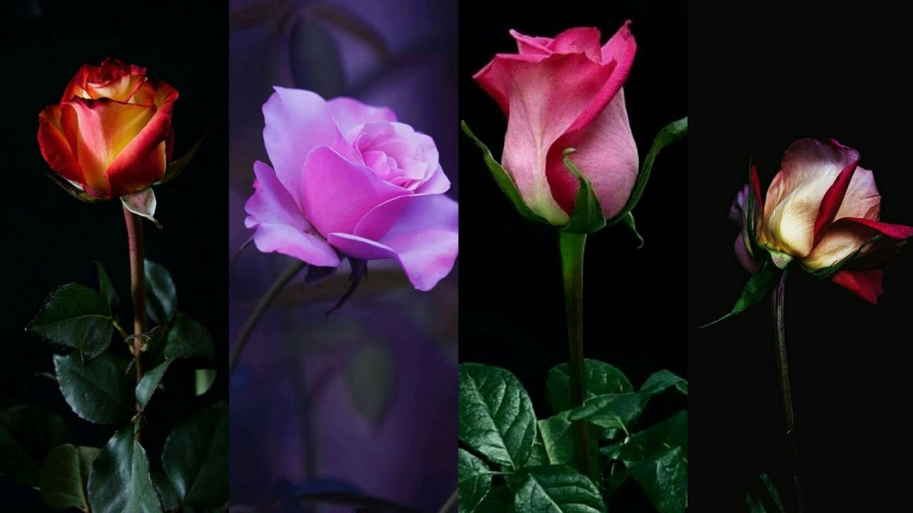 Amazing colorful Rose flower ideas || Most beautiful rose flower - YouTube