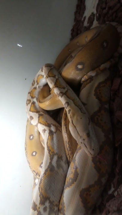 giant yellow brown snake v 🐍 งูเหลือมน้ำตาลเหลืองยักษ์ ngoo yak - YouTube