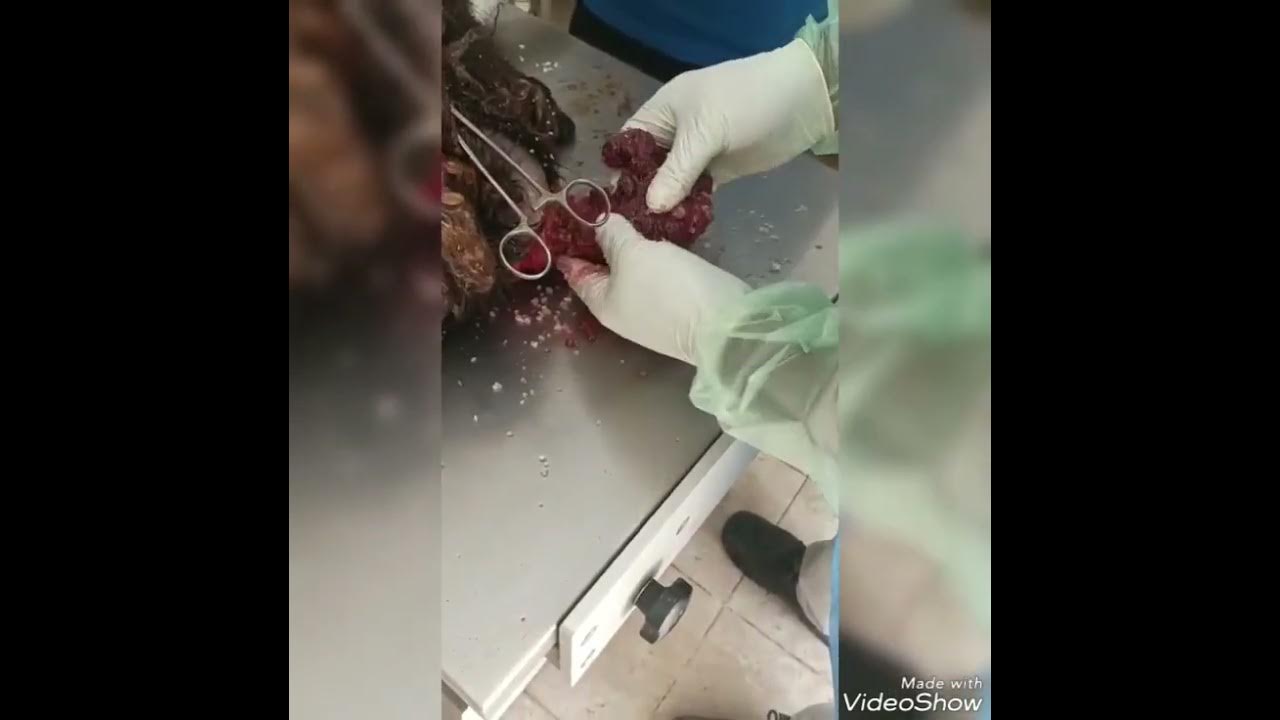 uterine prolapse in sheep - YouTube