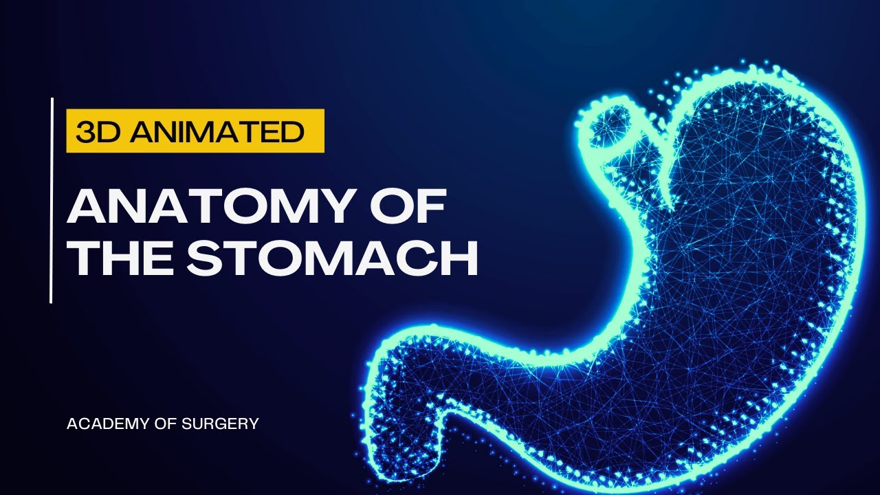 Anatomy of the stomach (3D animation) - YouTube