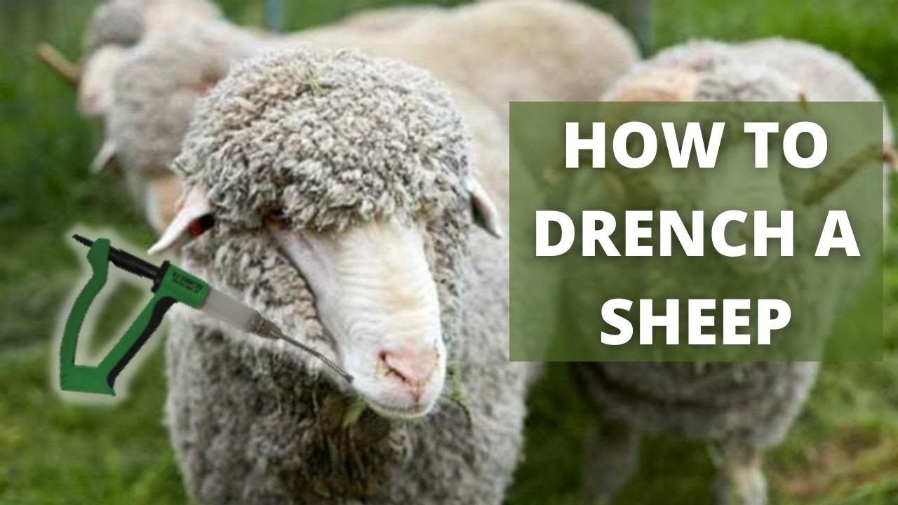 The 3 Easy Steps To Drench A Sheep - YouTube