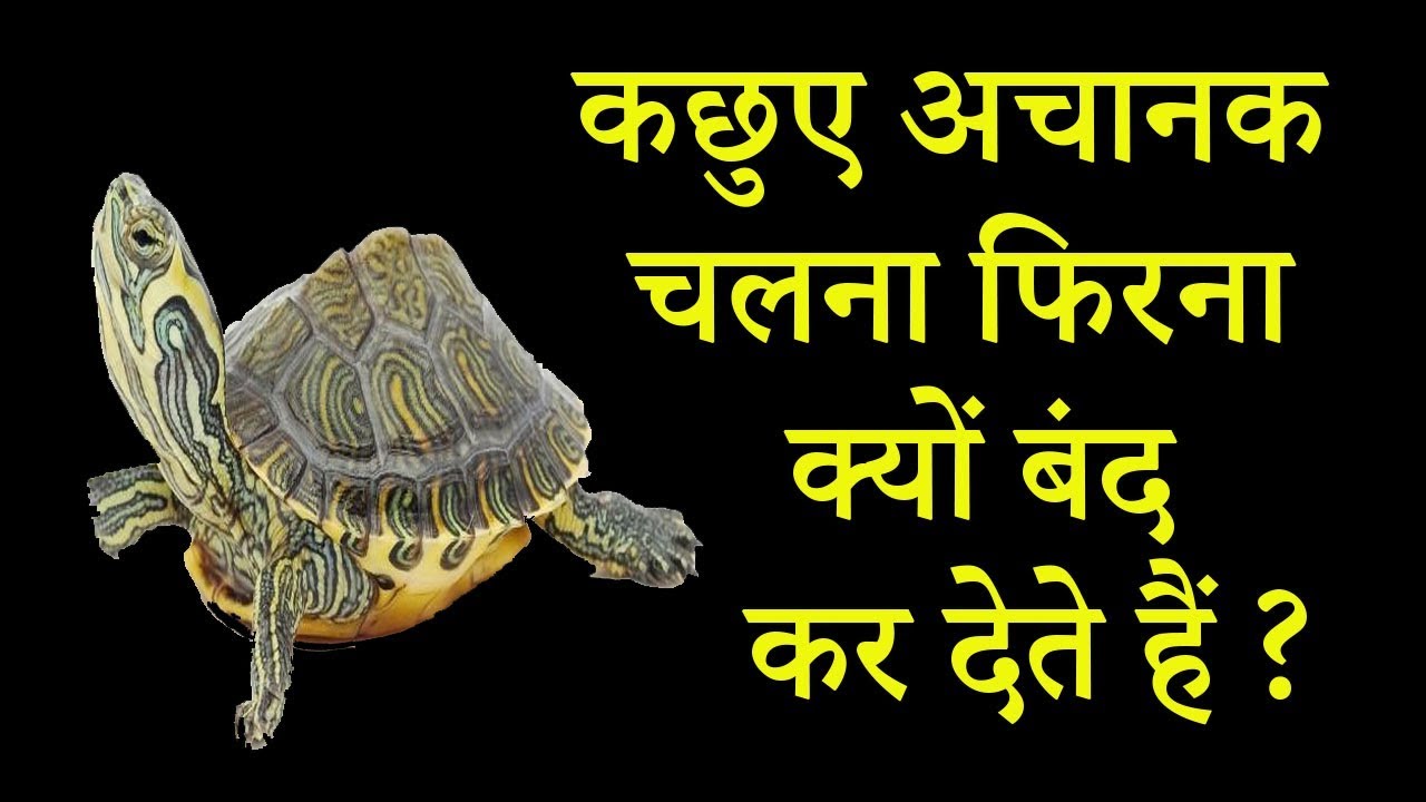 कछुए अचानक चलना फिरना बंद क्यों कर देते हैं || Paralysis in Turtle ...