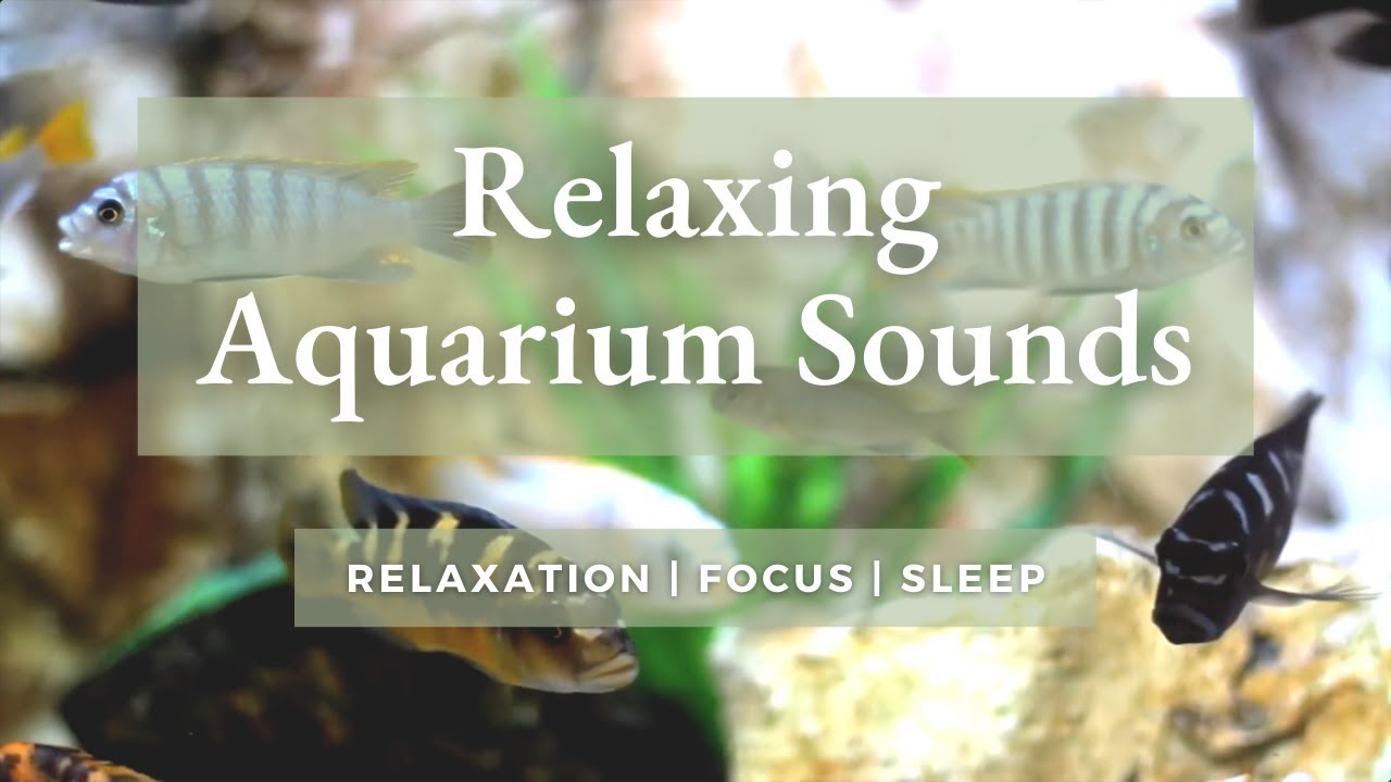 Relaxing Aquarium Sounds - Fish Tank Sound With No Music - 1 Hour - YouTube