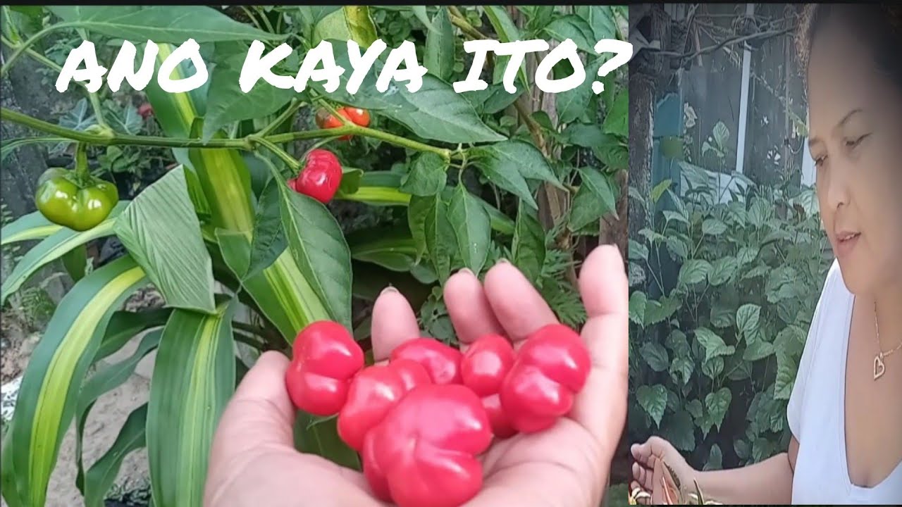 SILING LABUYO | CHILI PLANTS | #silinglabuyo | #chiliplants | # ...