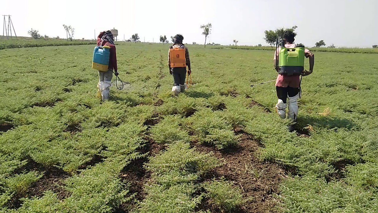 Pest controling using neem leavs and animal urine solution. - YouTube