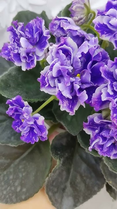 Фиалка НД-Уральские Самоцветы Люкс #flowers - YouTube