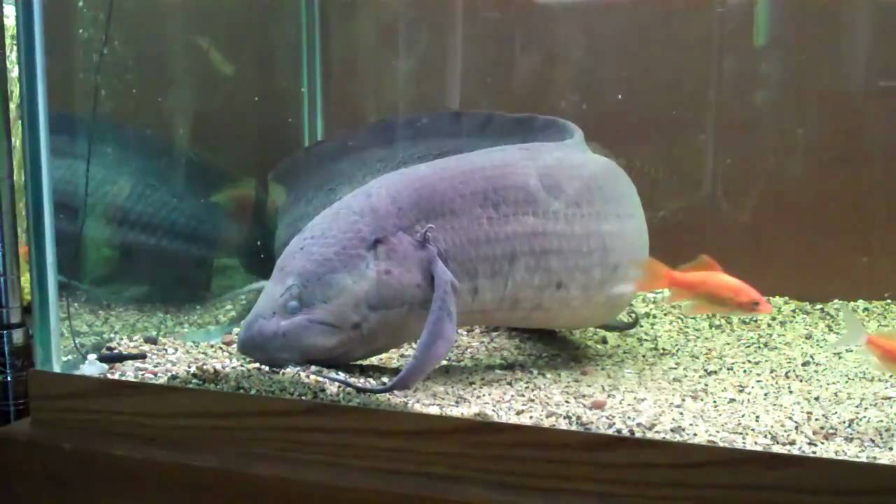 damien the lungfish eating - YouTube