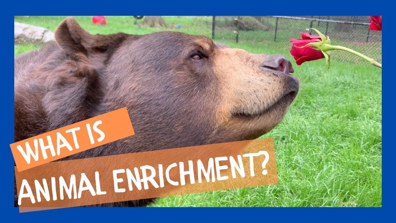 What Is Animal Enrichment YouTube what-is-animal-enrichment-youtube