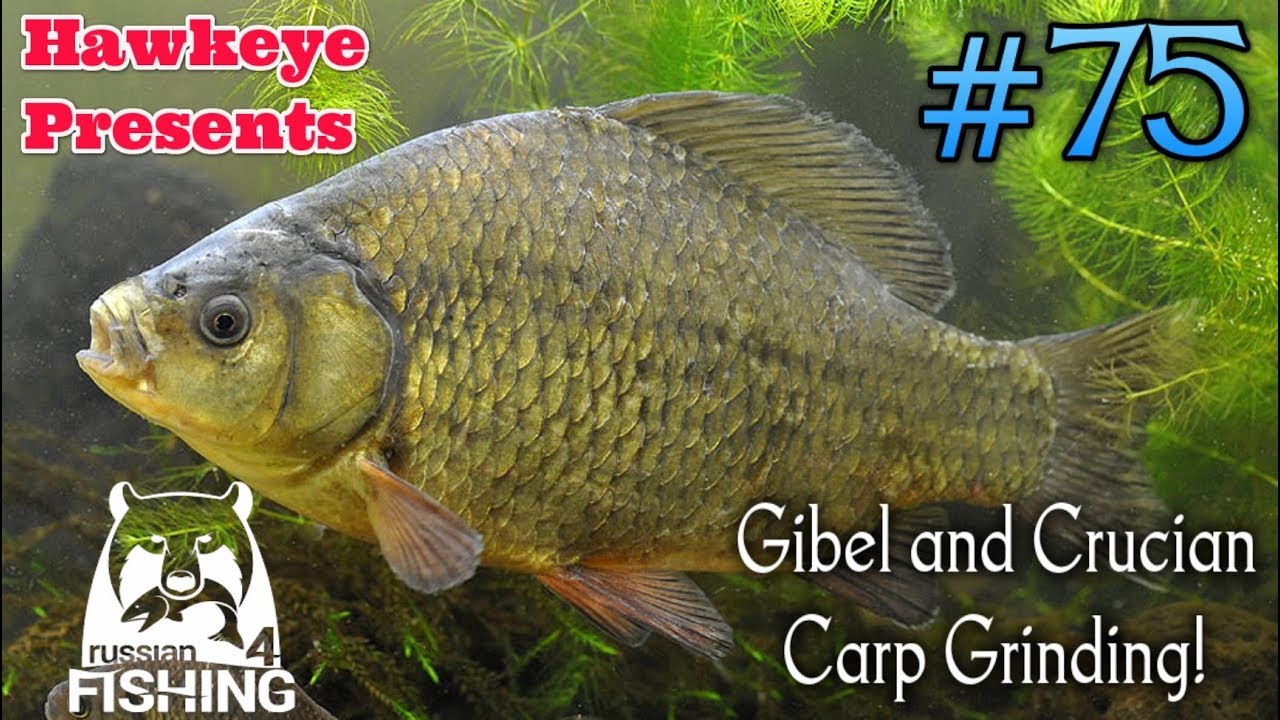 Russian Fishing 4 | #75 | Gibel and Crucian Carp Grinding! - YouTube