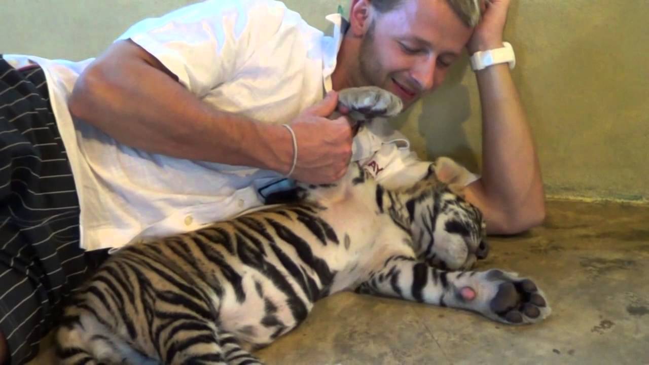 Cuddling with tigers, Chiang Mai - YouTube