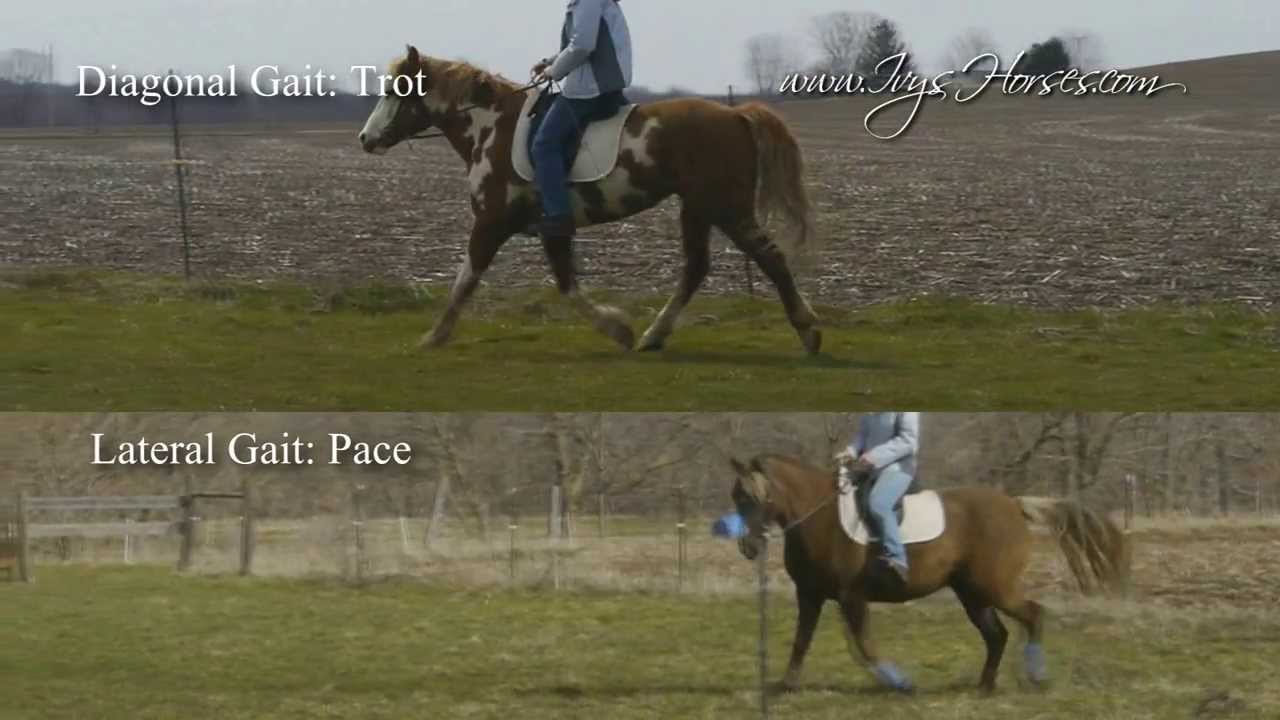 DVD excerpt - Lateral Gaits VS Diagonal Gaits - YouTube