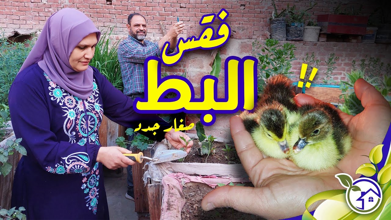 فقس البط فى المفرخ اليدوى Youtube