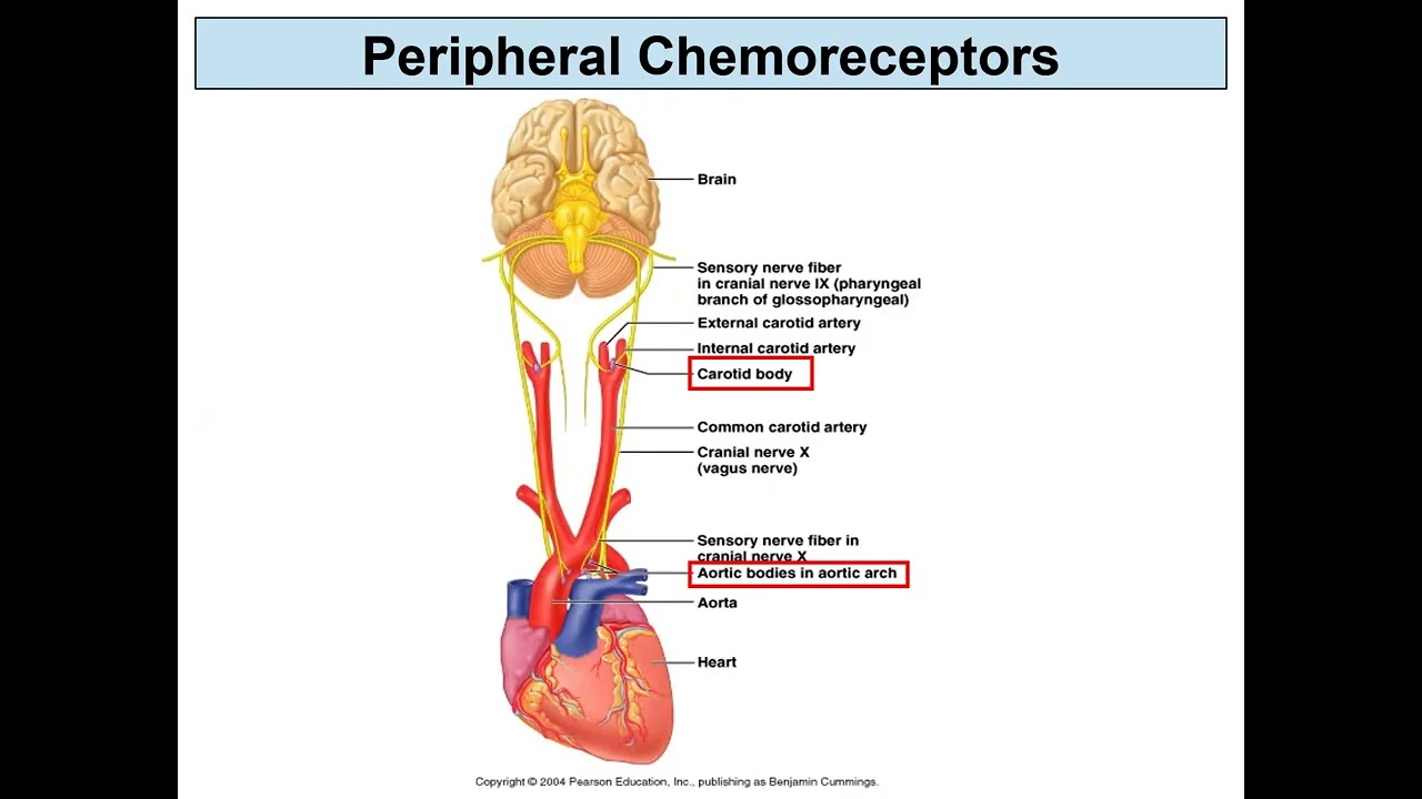Peripheral Chemoreceptors
