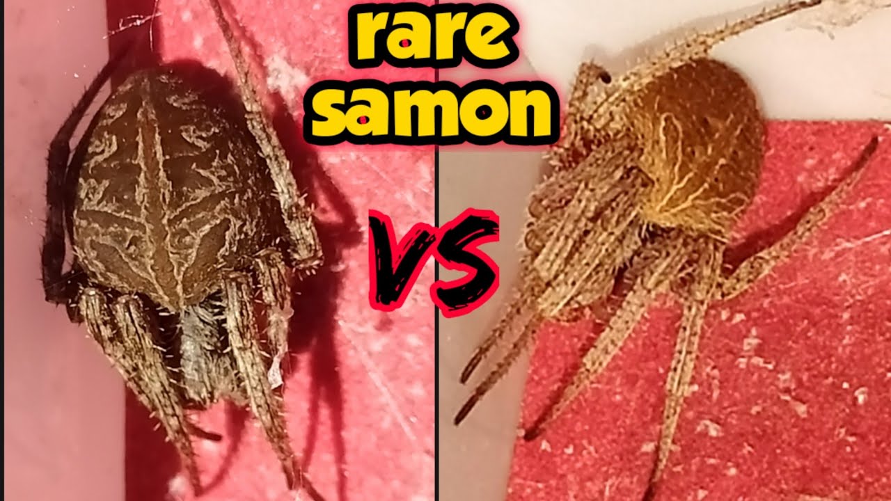 SAMON VS SAMON (RARE SAMON) - details na rin sa darating na Pinoy ...
