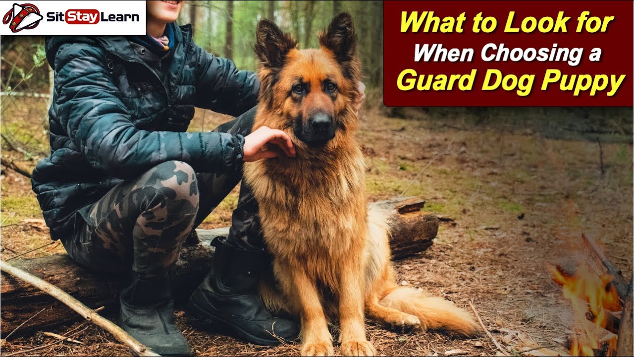 What to Look for in a Guard Dog Puppy by Steve Stoops - YouTube