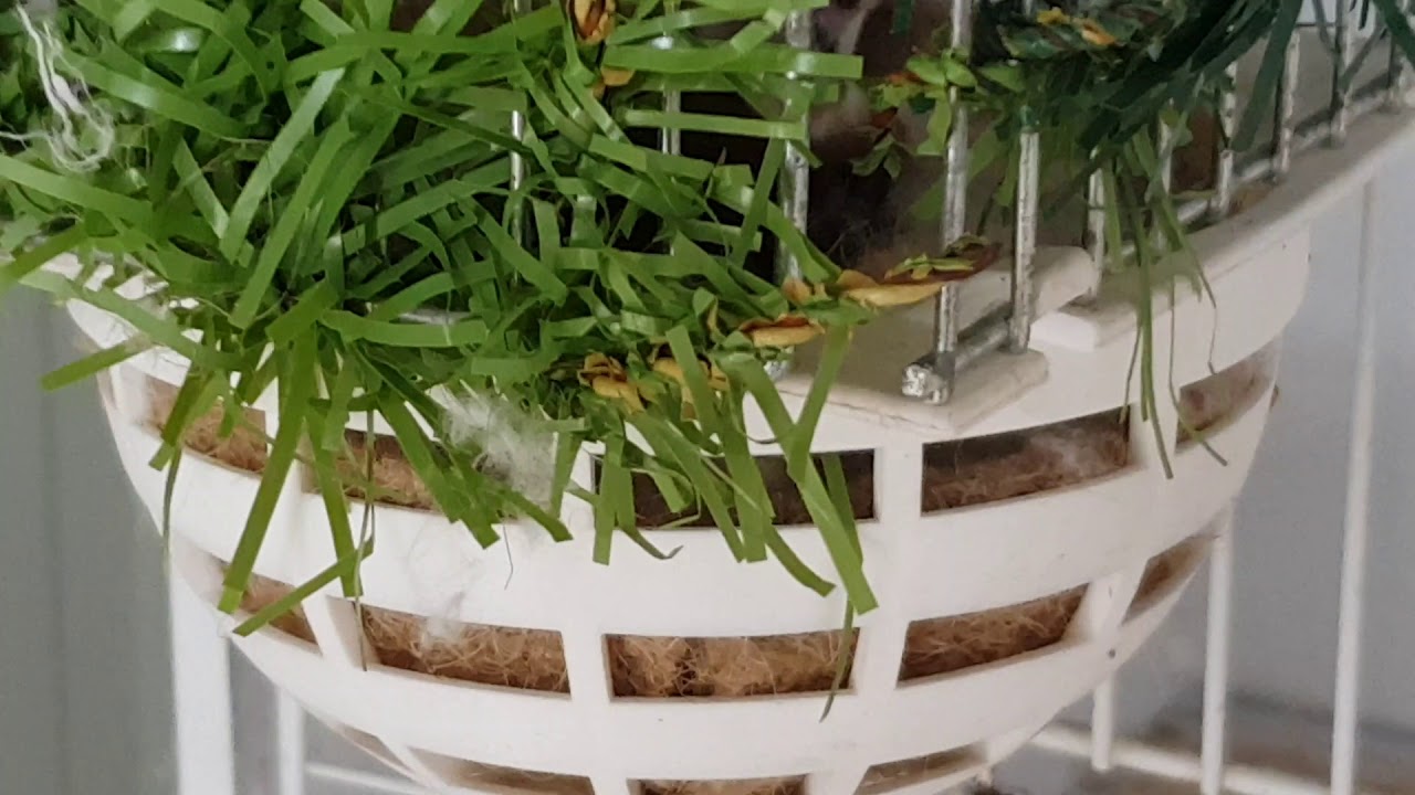 18. svibnja 2018. Goldfinch,Stiglic,Grdelin, Stieglitz, Chardonneret ...