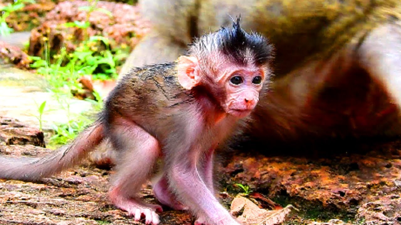 Cute Baby Polly of Popeye She is a Soul Of King Monkey Brutus - YouTube