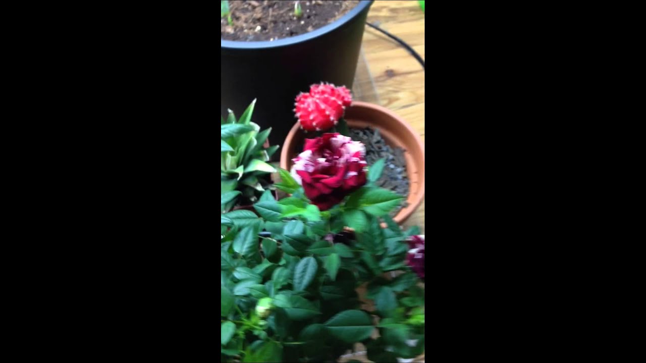 Black Dragon Rose Bush - YouTube