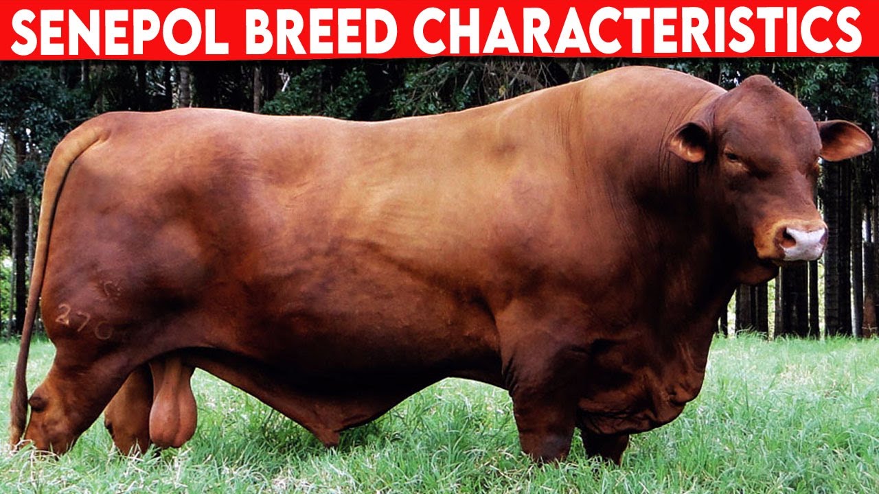 ⭕ SENEPOL CHARACTERISTICS Cattle Senepol - YouTube