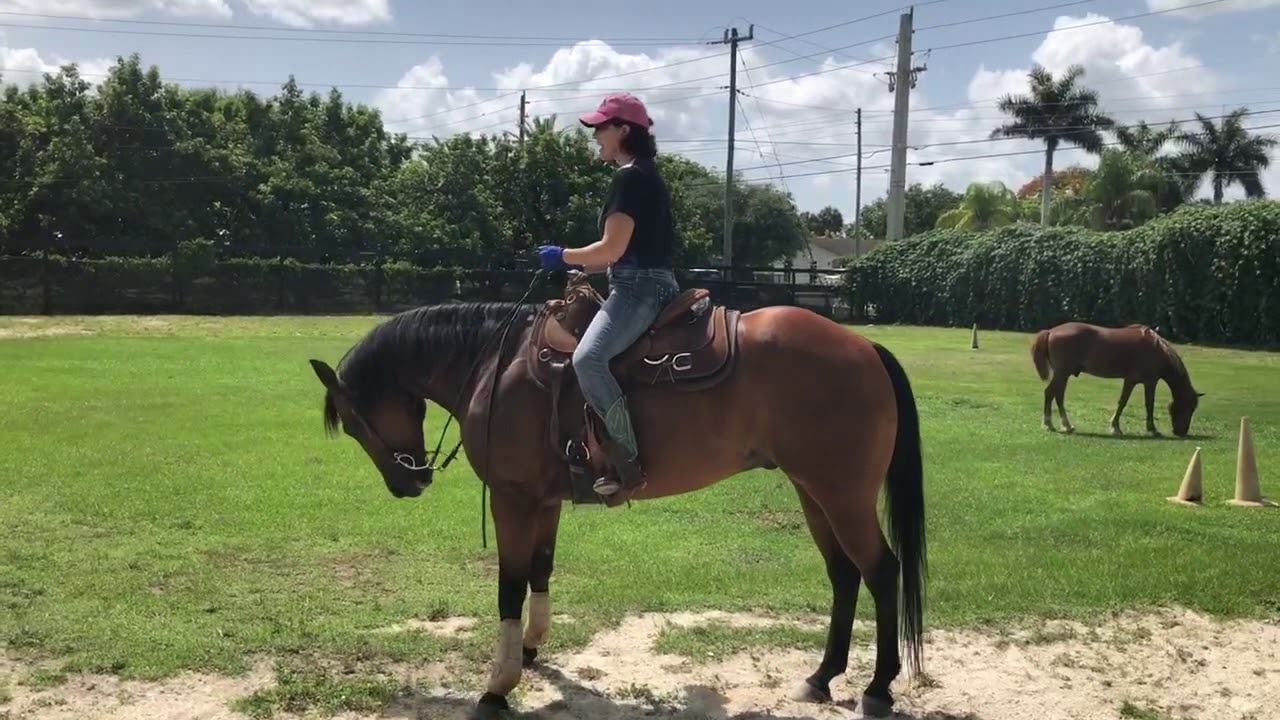 Bay AQHA Quater Horse - YouTube