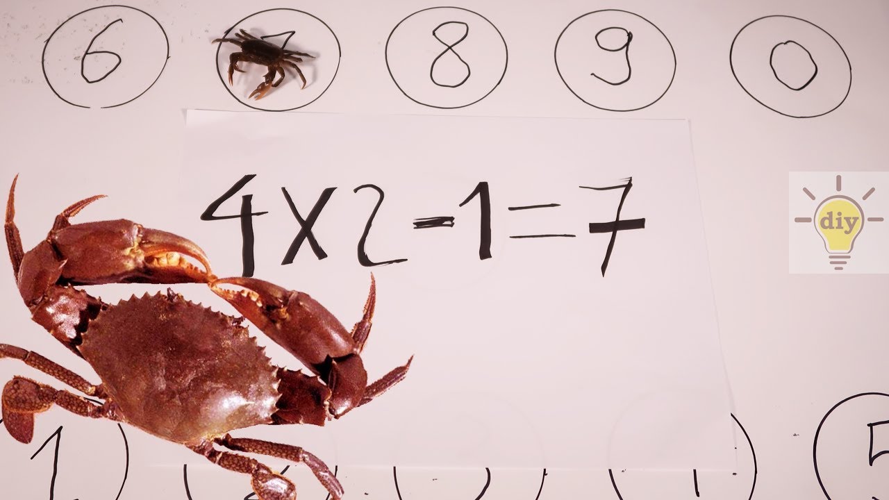 Crab Does Maths - Extraordinary Animals - YouTube