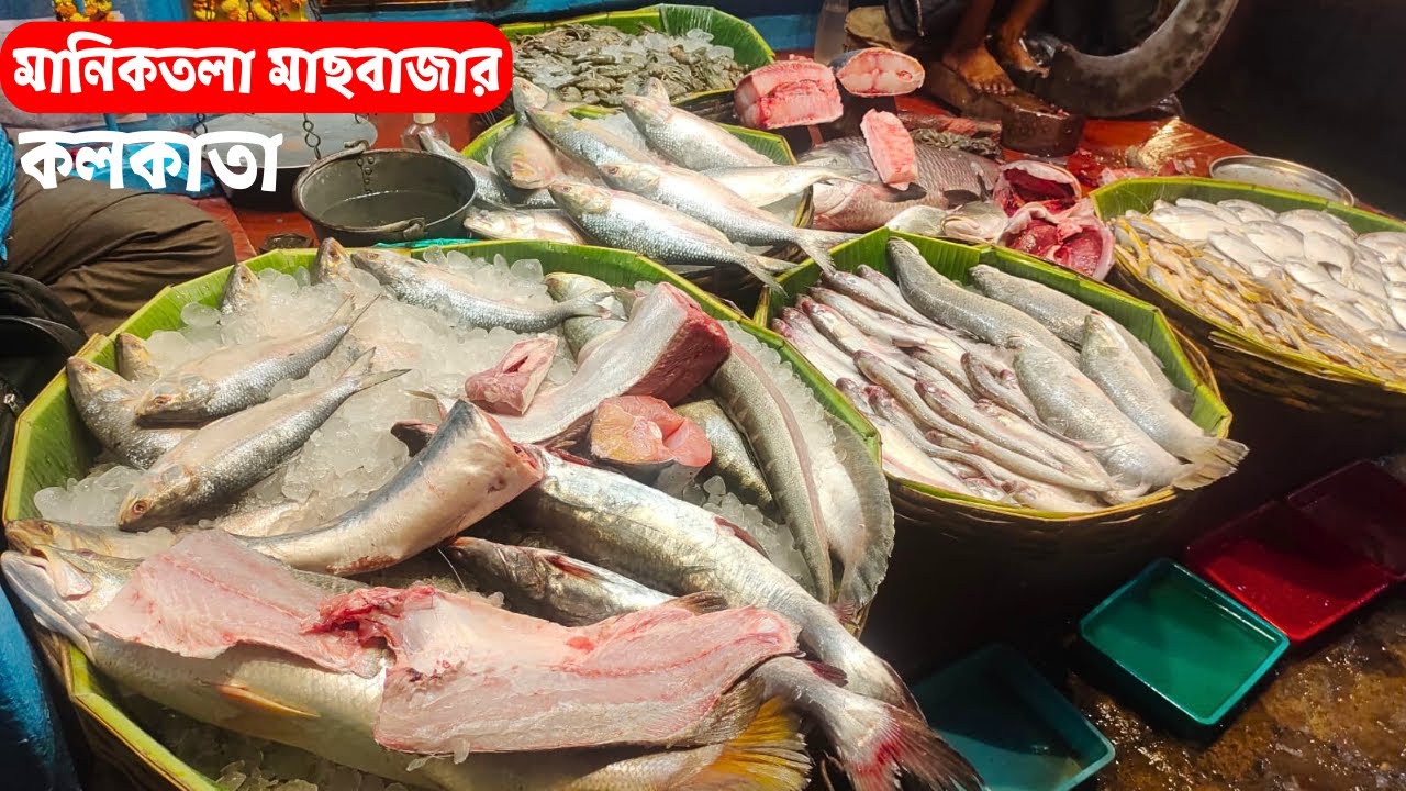 মানিকতলা মাছের বাজার, কলকাতা || Maniktala Fish Market, Kolkata - YouTube