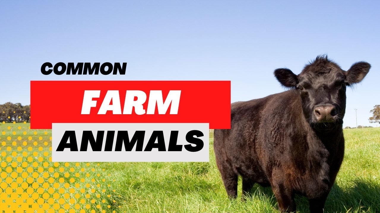 Most Common Farm Animals - For Profit or Entertainment - YouTube