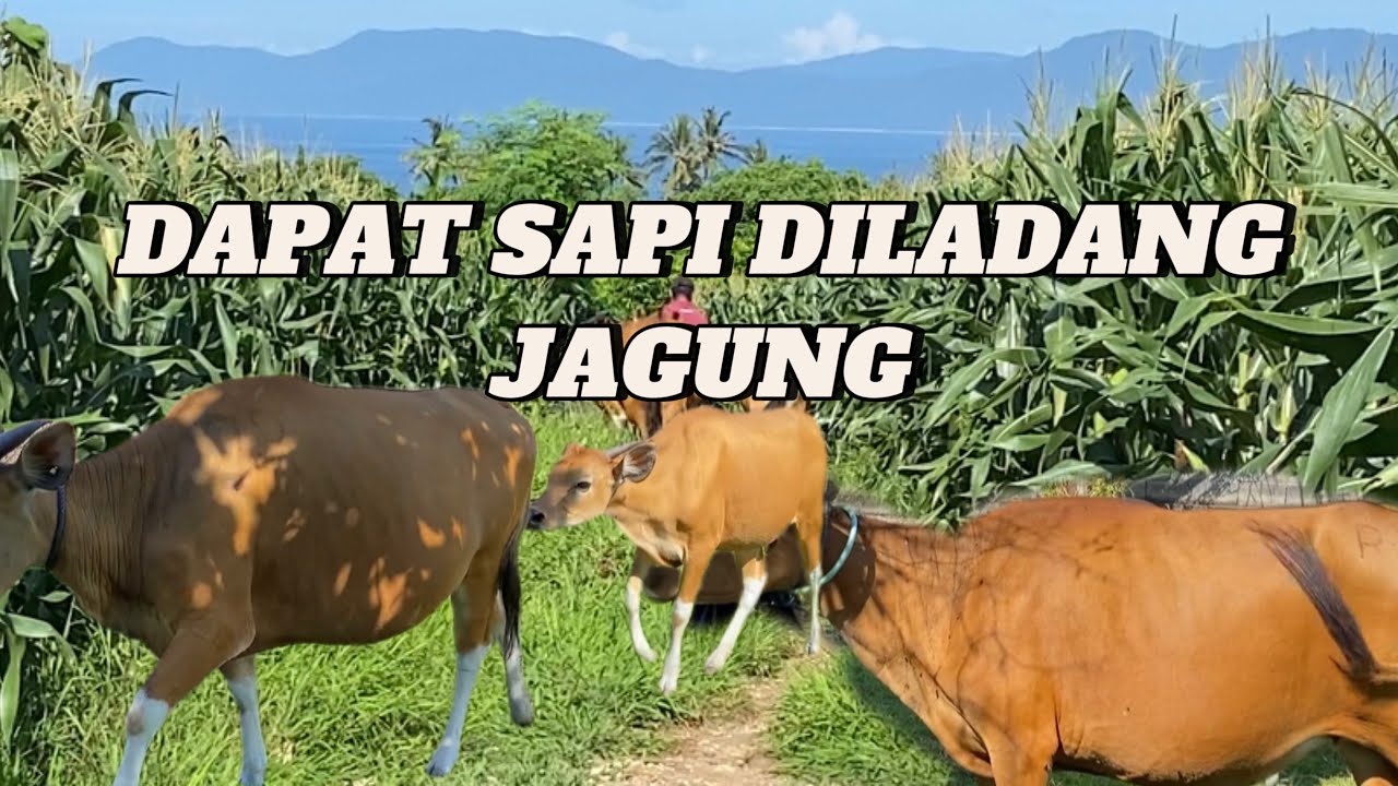 DUA INDUK SAPI LANGSUNG DAN DUA ANAK JATAN SAPI BALI - YouTube