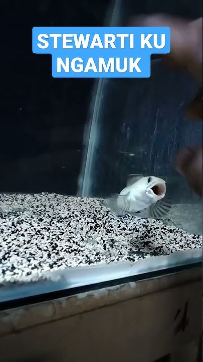 Stewarti ku Ng*M*k Ng*M*k - YouTube