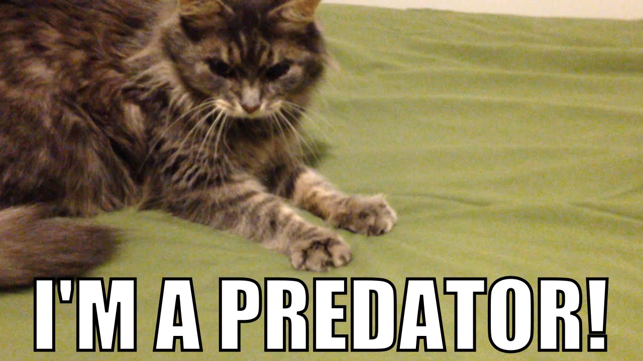 [HD] Bed sheet predator - YouTube