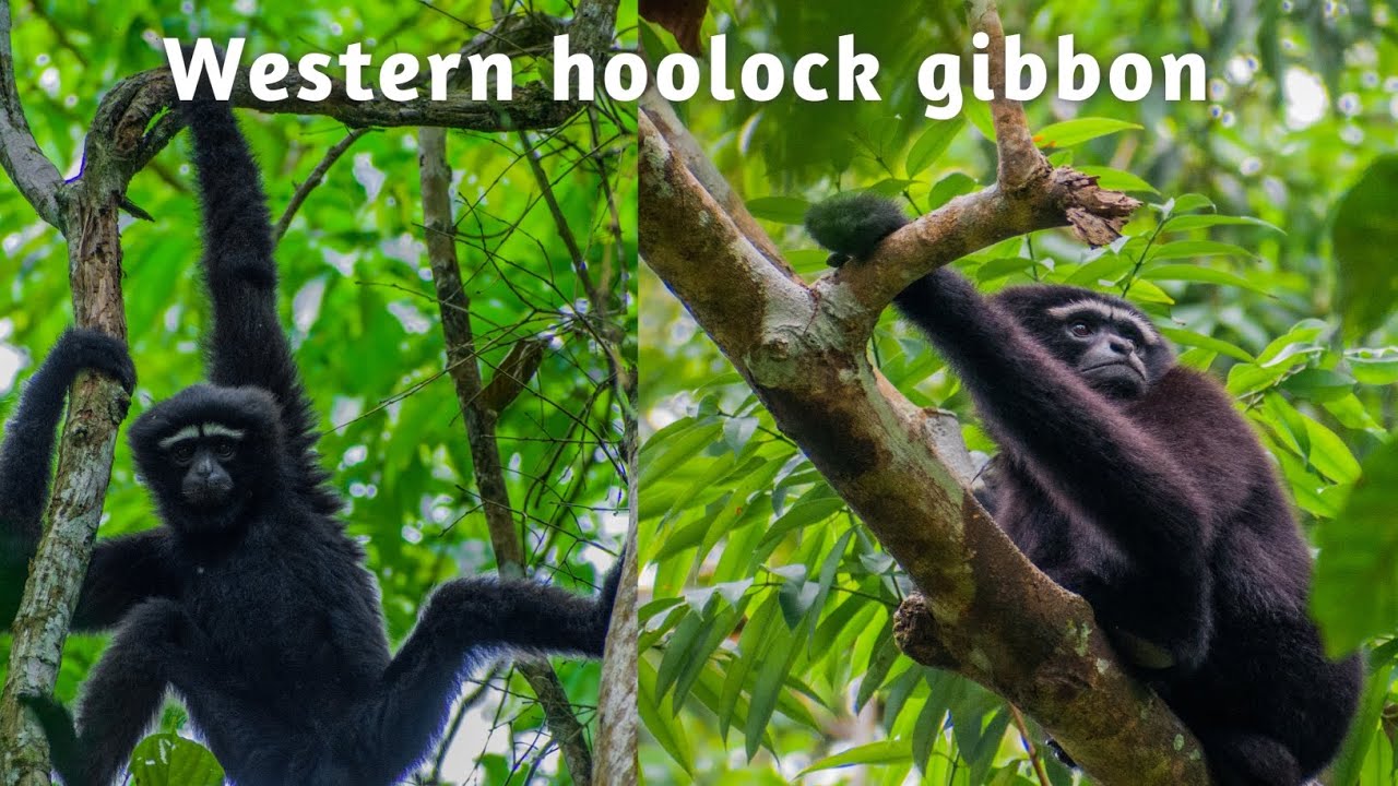 Western Hoolock Gibbon || documentary film || Hollongapar Gibbon ...