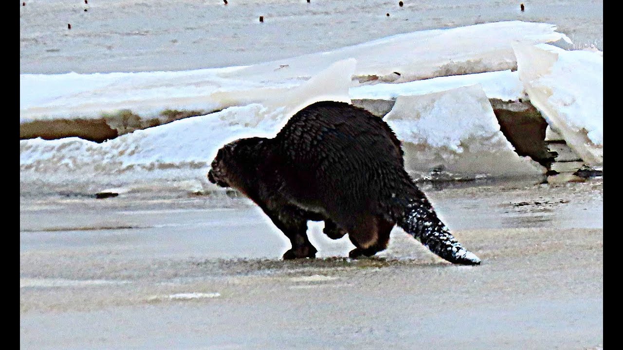 Saukko juoksee jäällä (Lutra lutra) - Otter - Utter | Canon PS SX70 ...