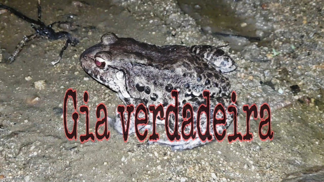 Gia verdadeira um grande anfíbio 🐸 - YouTube