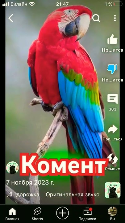 карелла лучшая #cat - YouTube