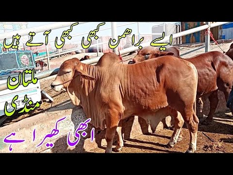 Abhi Khera ha Brahman Bacha Multan Cow Latest update Qurbani 2025 Nukry ...