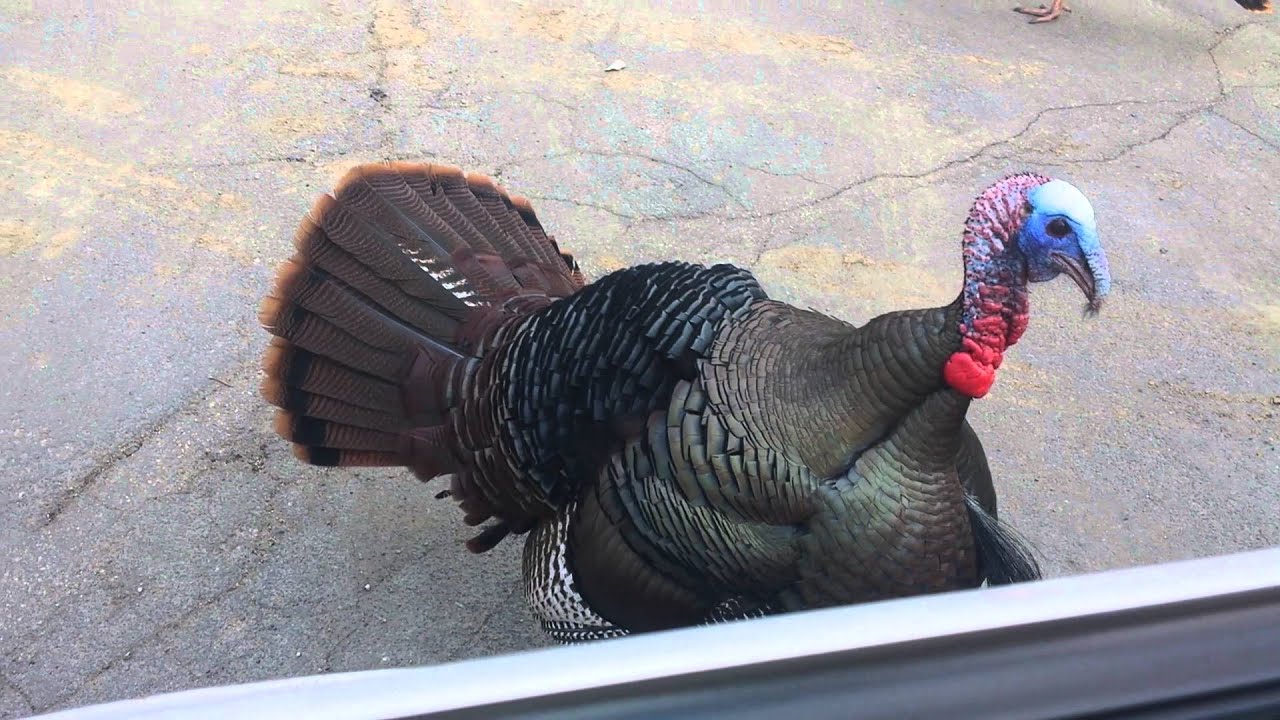 Wild Tom Turkey ! - YouTube