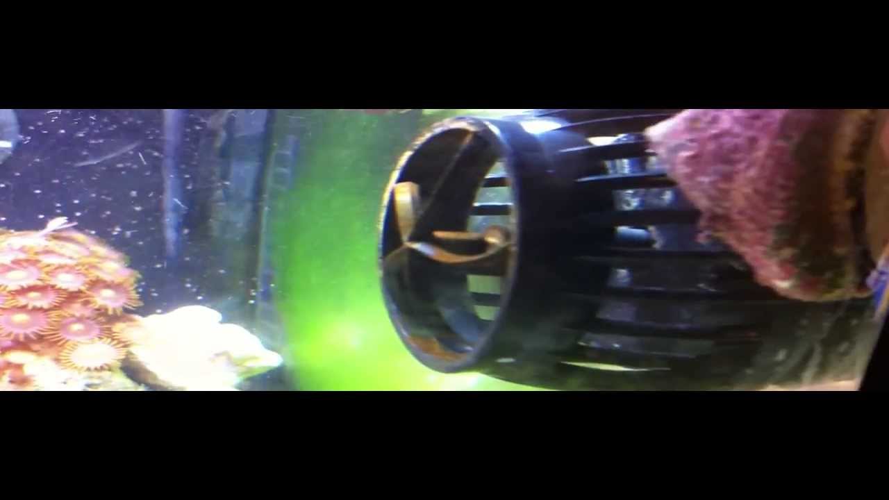 ♋ Vortech MP10 Wave Maker on FULL POWER in Nano Cube wavemaker - YouTube