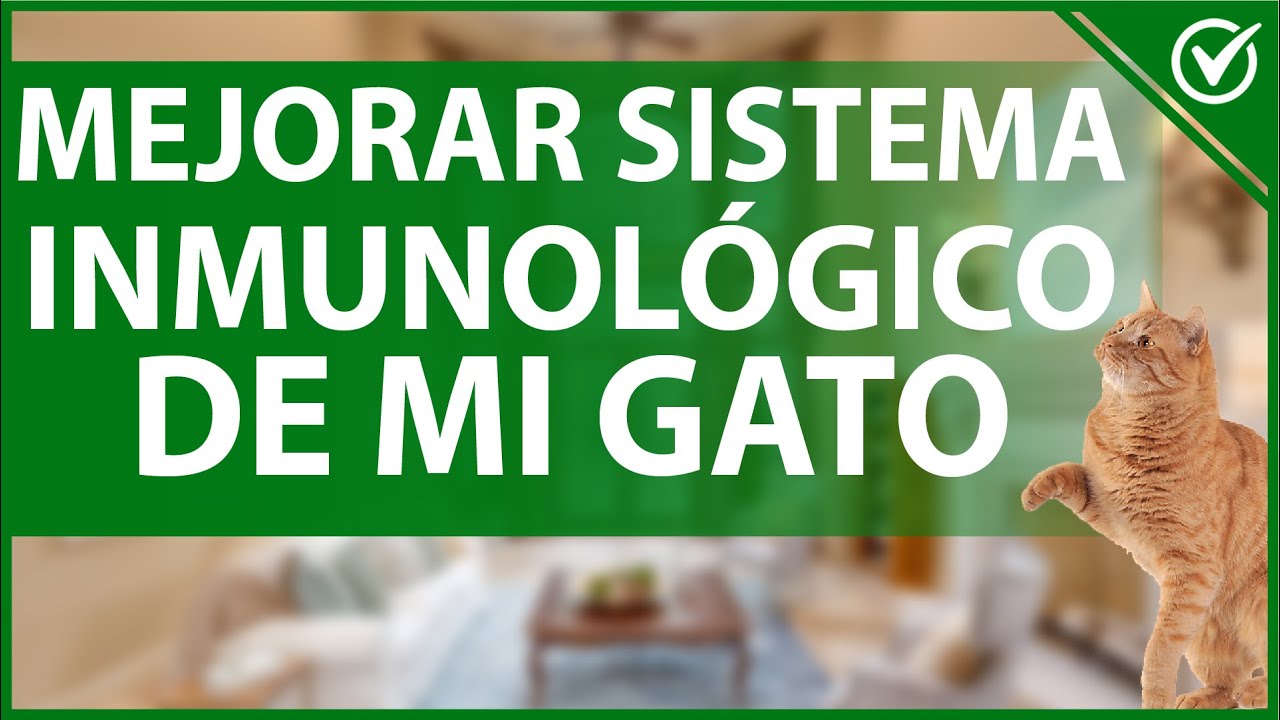 🐱 Cómo Puedo Reforzar el Sistema Inmunológico de mi Gato la Mejor ...