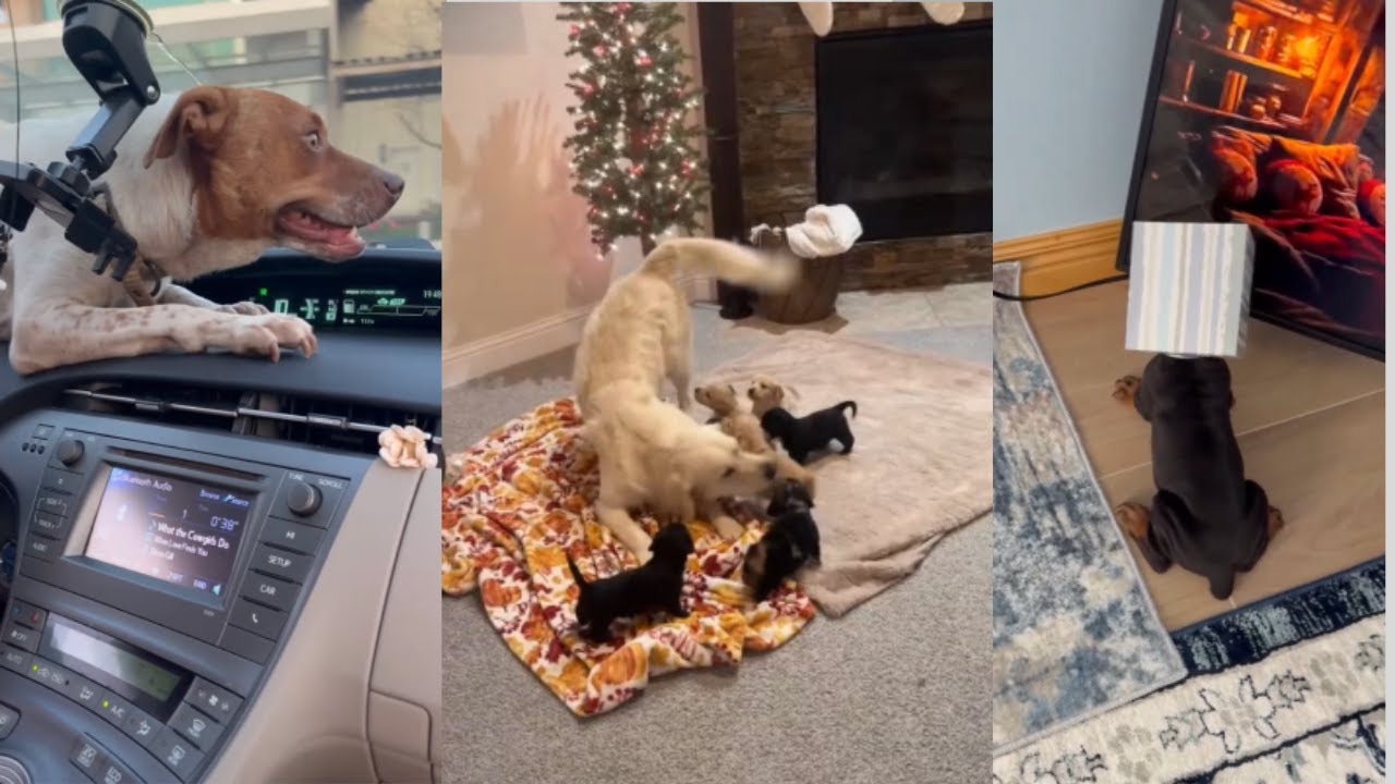 Hilarious and Cute Dog Videos to Make You Laugh and Smile - Funny Dog ...