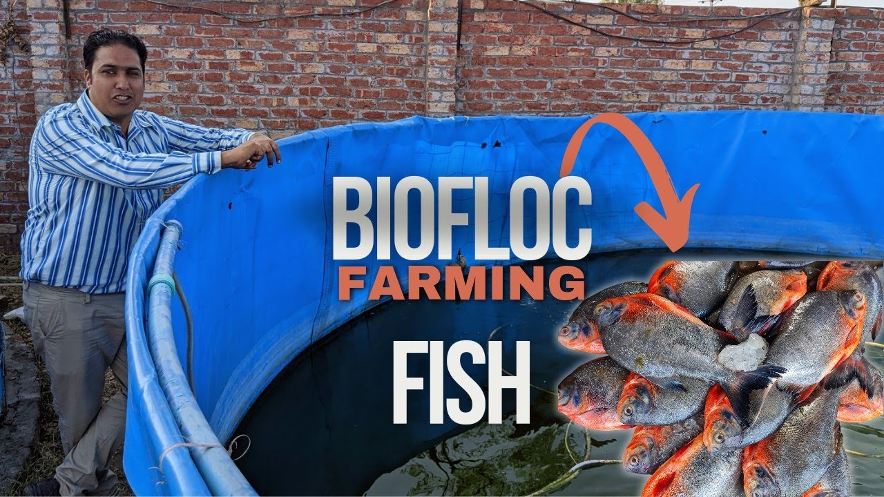 Biofloc Fish Farming Setup - Biggest Biofloc Fishing Setup in Pakistan ...
