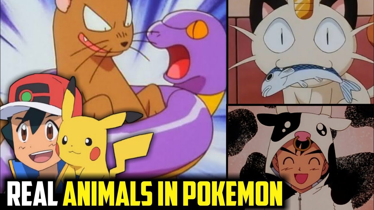 Real Life Animals In Pokemon Anime|Real Life Animal Exist In Pokemon ...