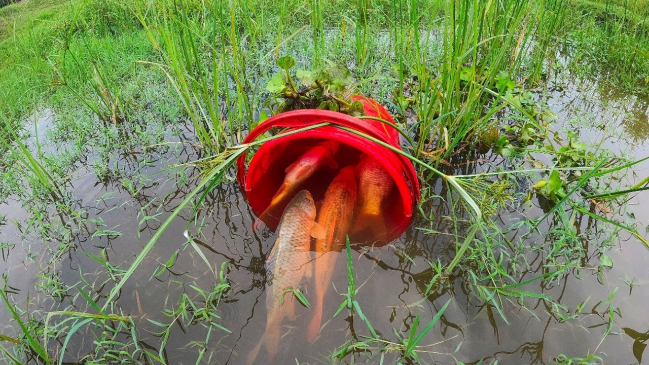 Live Fish Trap With Bucket. Amazing Fish Trap Video. - YouTube