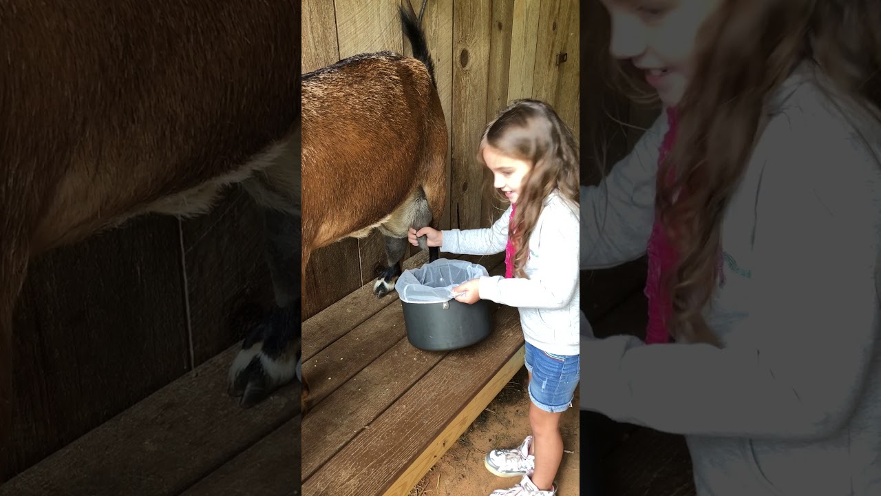 Shaka Alpaca Farm - Milking Ophelia - YouTube