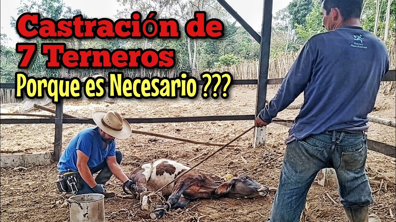 Castración de Terneros para el Engorde Cómo se Hace y Porque es ...