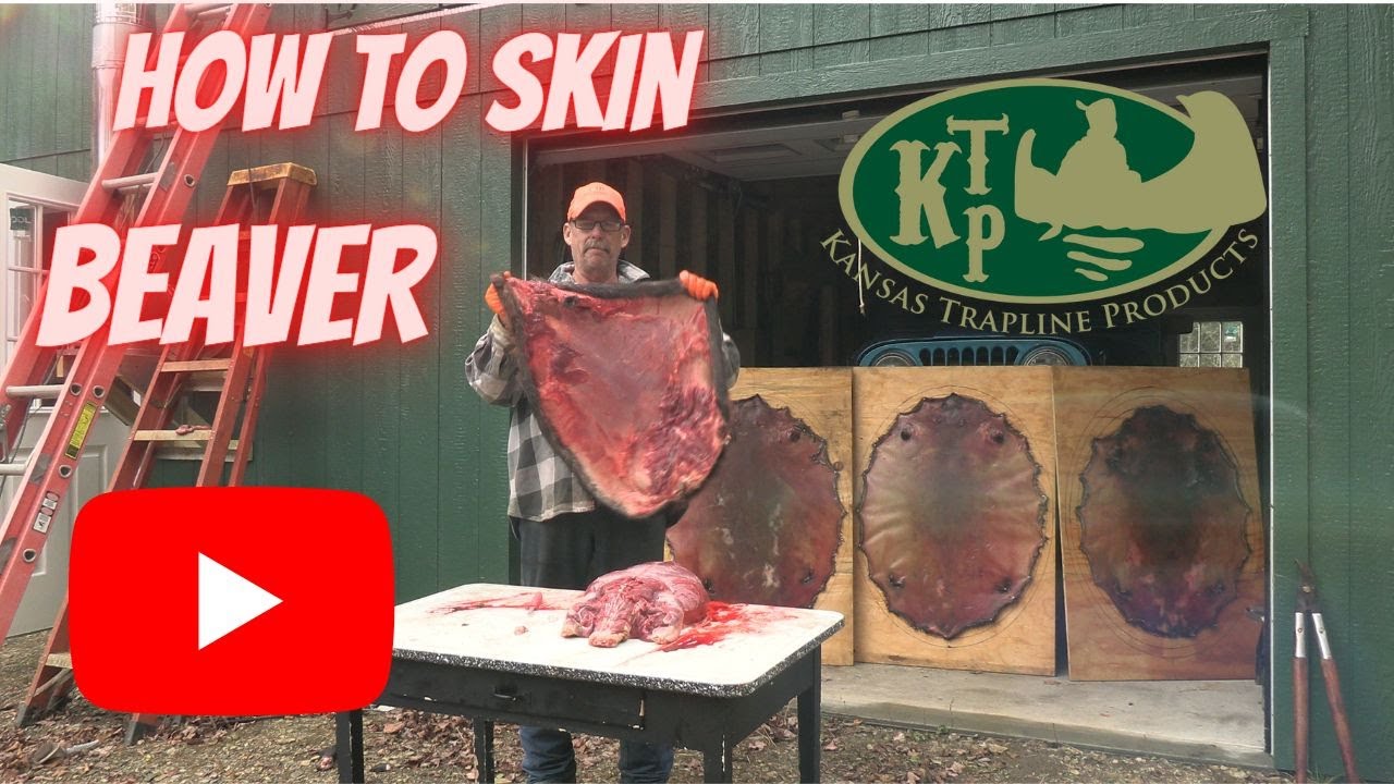 How To Skin Beaver - YouTube