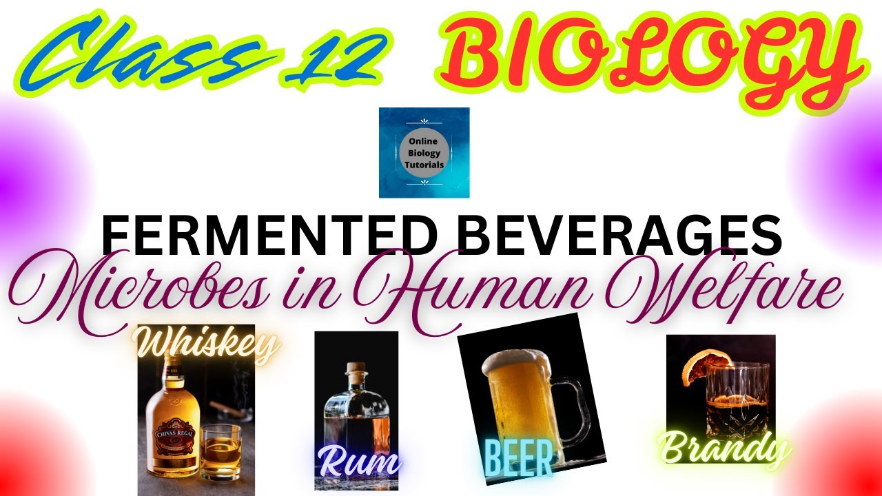 Alcoholic Fermentation | Fermented Beverages | Microbes in human ...