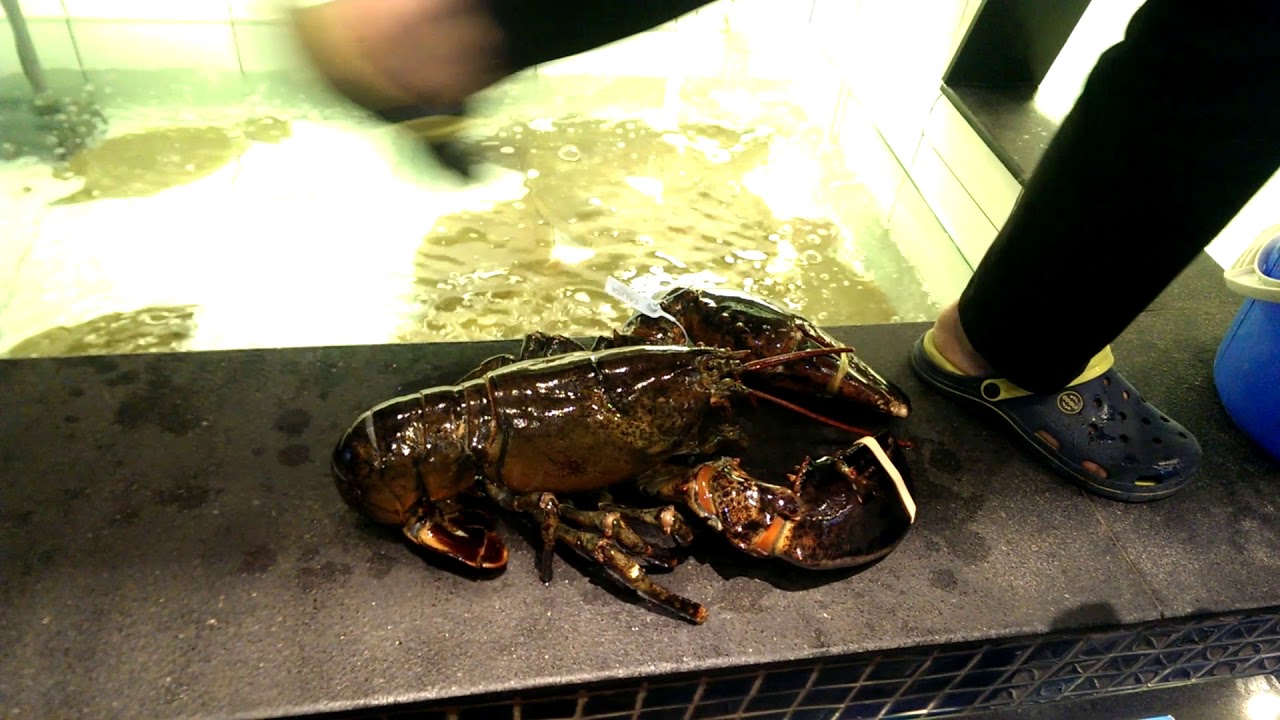 Alaska Lobster - YouTube
