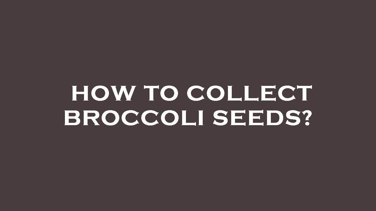 How to collect broccoli seeds? - YouTube
